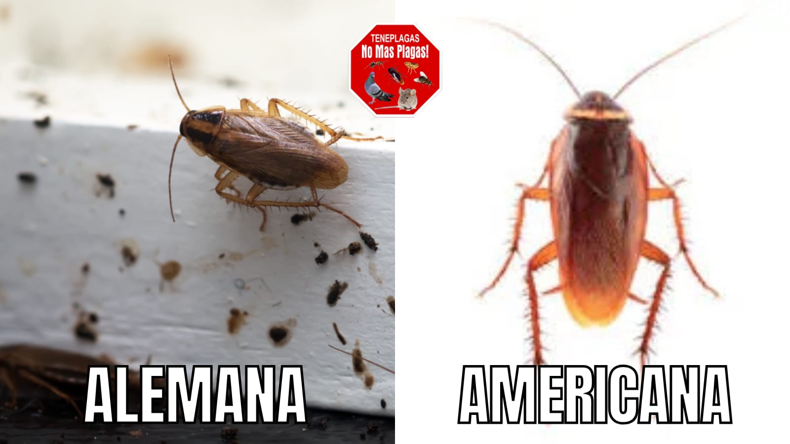 Cucarachas: Cómo Diferenciar la Alemana (Blattella germanica) vs ...